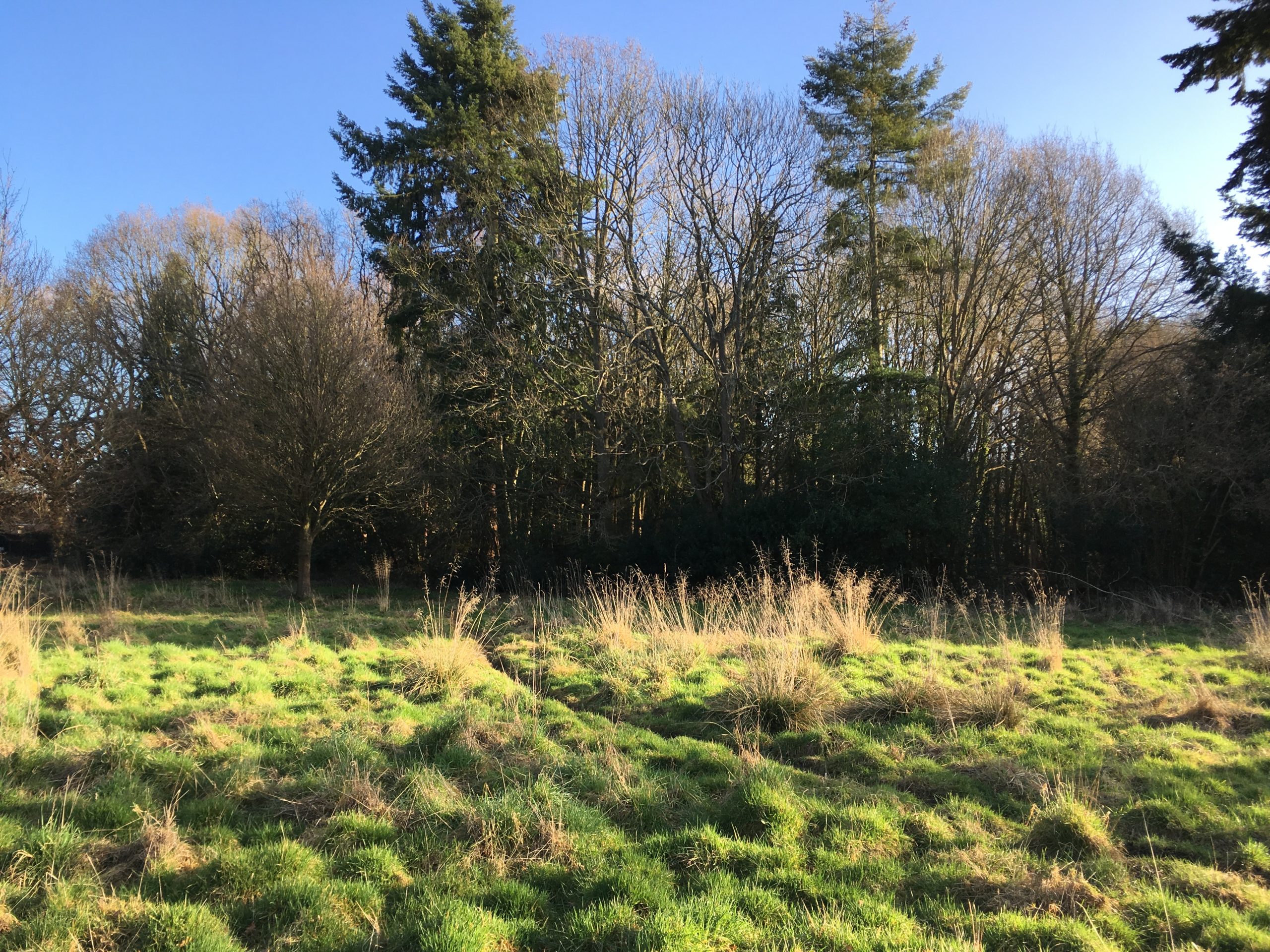 Little Heath Meadow - Thames Basin Heaths