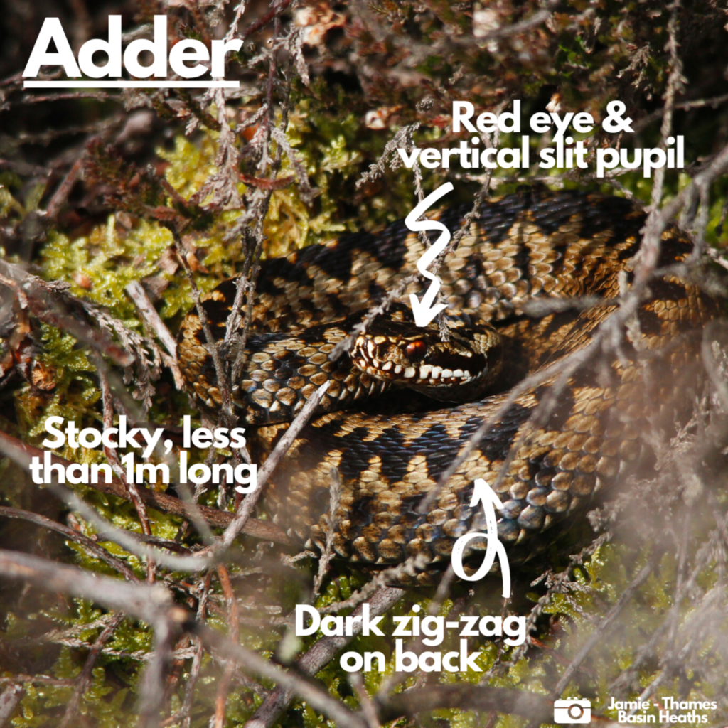 Adder - Thames Basin Heaths