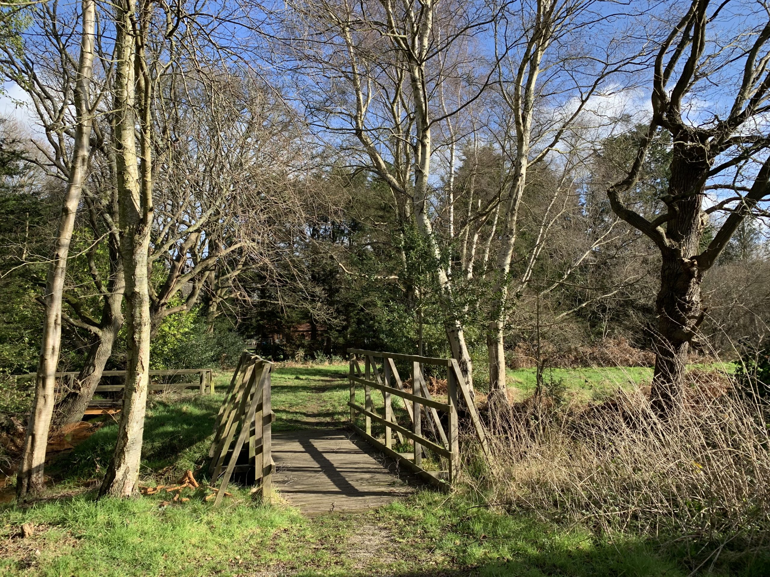 Little Heath Meadow - Thames Basin Heaths