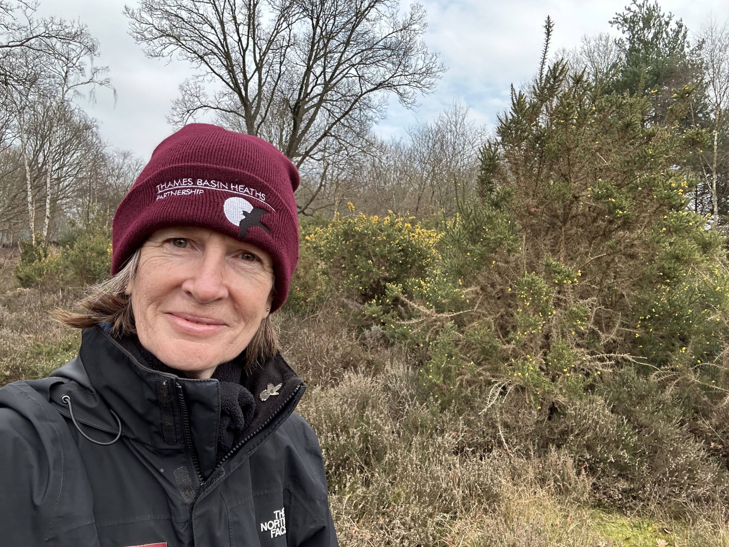 Woodlark wanderings - Thames Basin Heaths