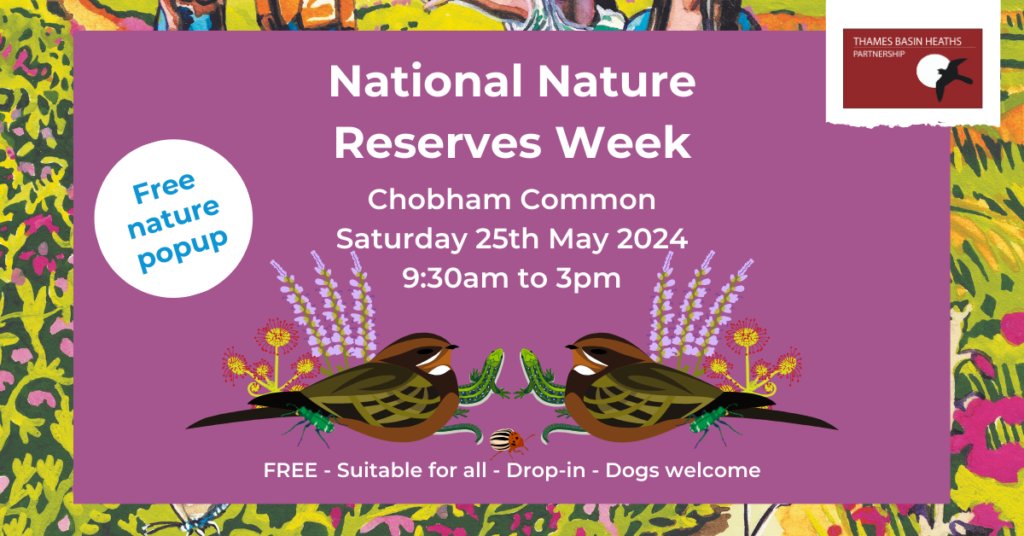National Nature Reserves Week: Celebrating Chobham Common - Thames ...